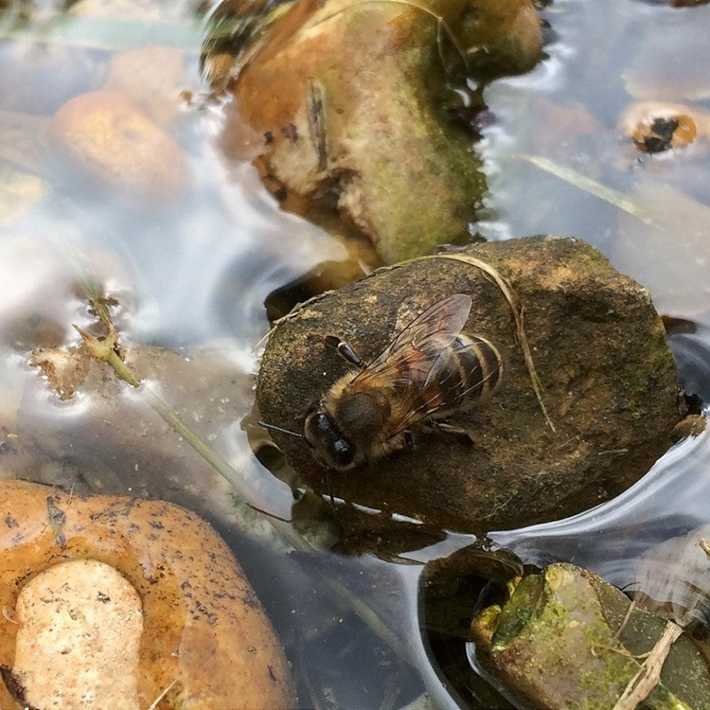 Providing a water source for Bees – Almost Off Grid
