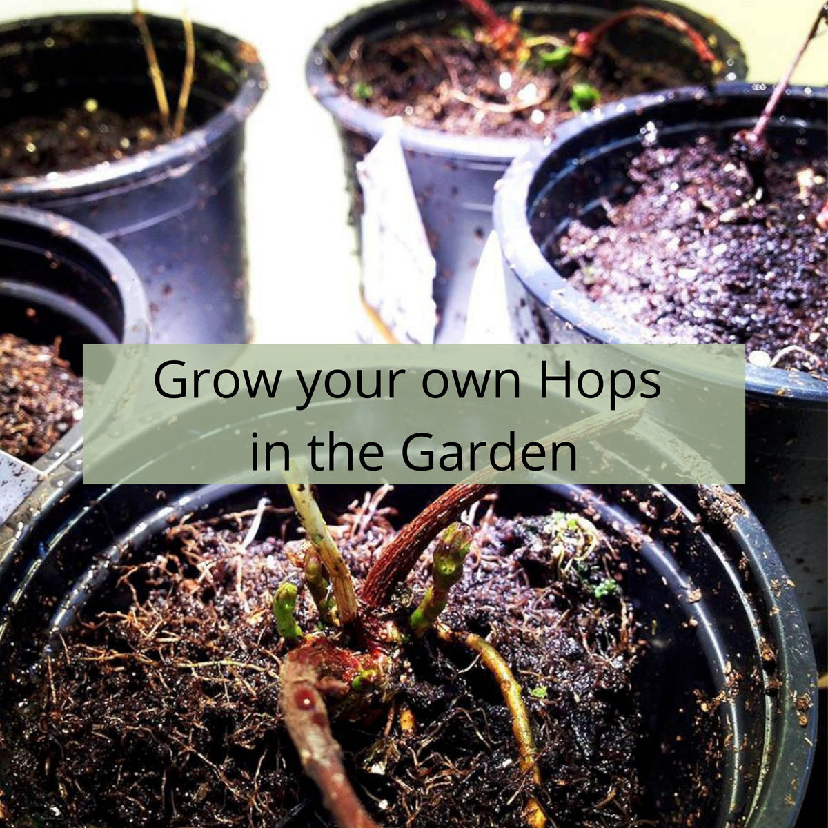 Growing Hops in the Garden – Almost Off Grid