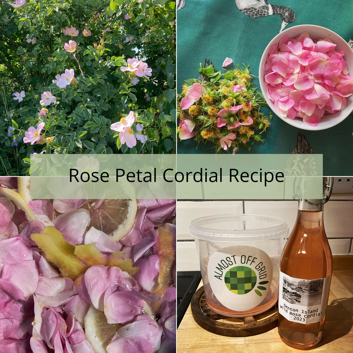 Rose Petal Cordial Recipe – Almost Off Grid