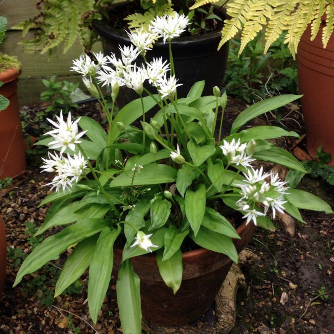 Wild Garlic Plant Ramsons Wild Garlic Budget Seeds