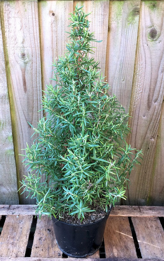Rosemary Christmas Tree & The Kindness of Strangers – Almost Off Grid